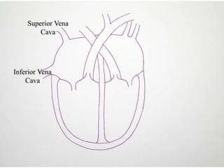 Fish Heart Diagram