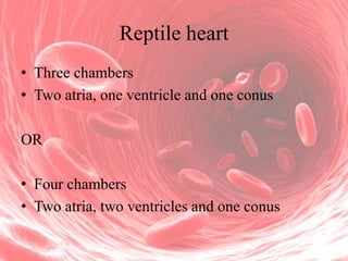 Reptile Circulatory System