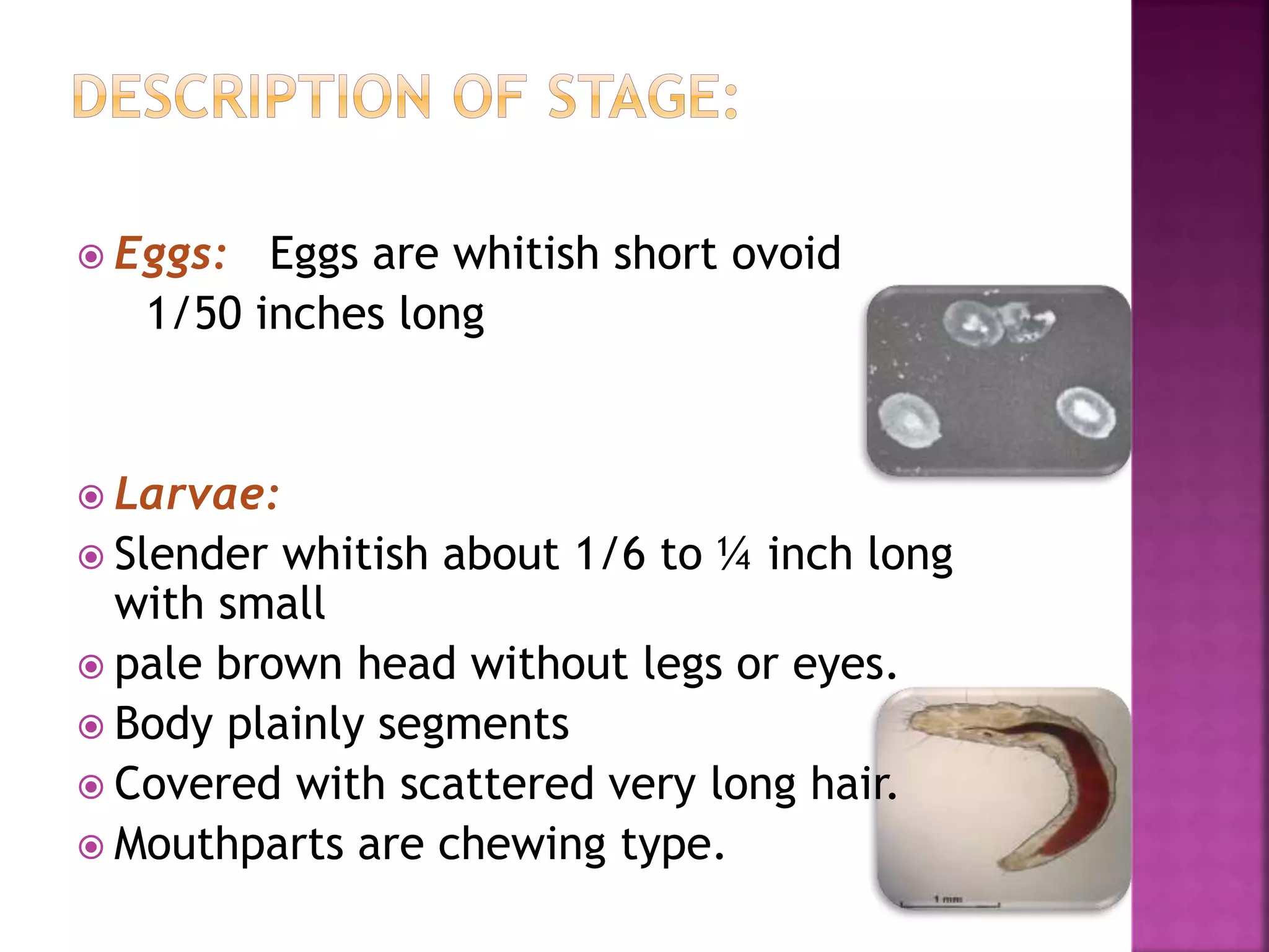 Human flae pulex irritans L | PPTX