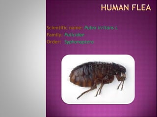 Human flae pulex irritans L | PPTX | Pets