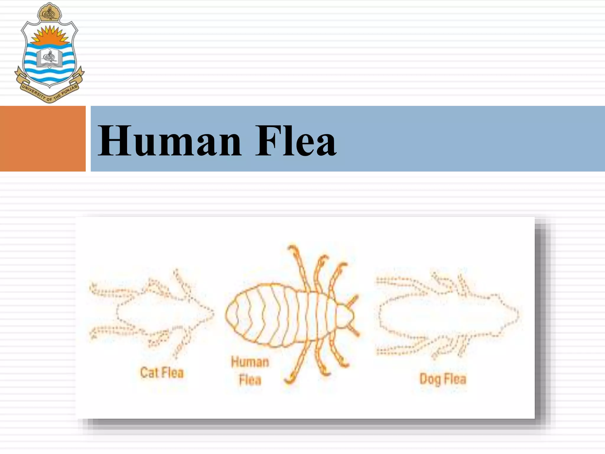 HUMAN FLEA.pptx