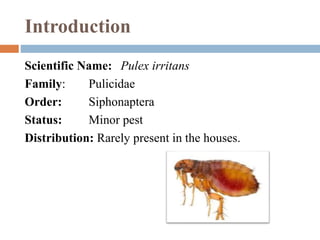 HUMAN FLEA.pptx