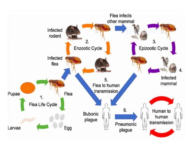 HUMAN FLEA.pptx | Cats | Pets