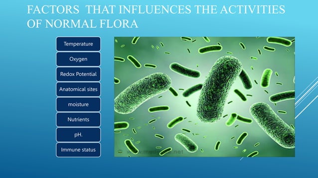 Human flora.pptx