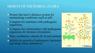 Human flora.pptx