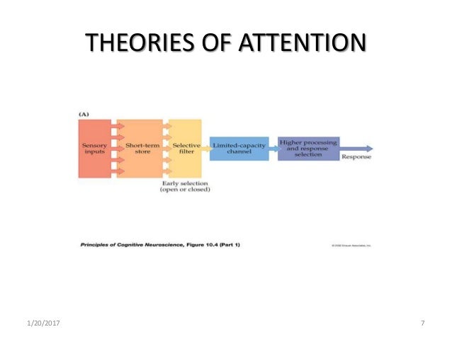Human function and attention ppt