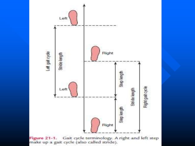 HUMAN GAIT.pptx............................ | PPTX | Foot Health ...