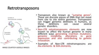Human genetic diversity and origin of major human groups | PPTX