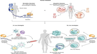 Human Genetic Engineering explanation for college level presentation | PPTX