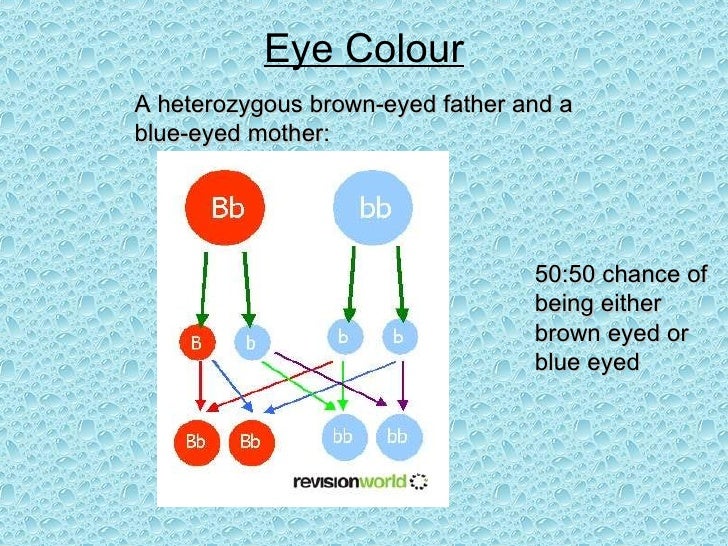 Eye Color Genotype at Lisette Webb blog