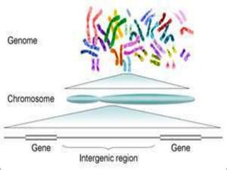Human genetics | PPTX