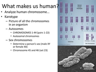 Human genetics | PPTX