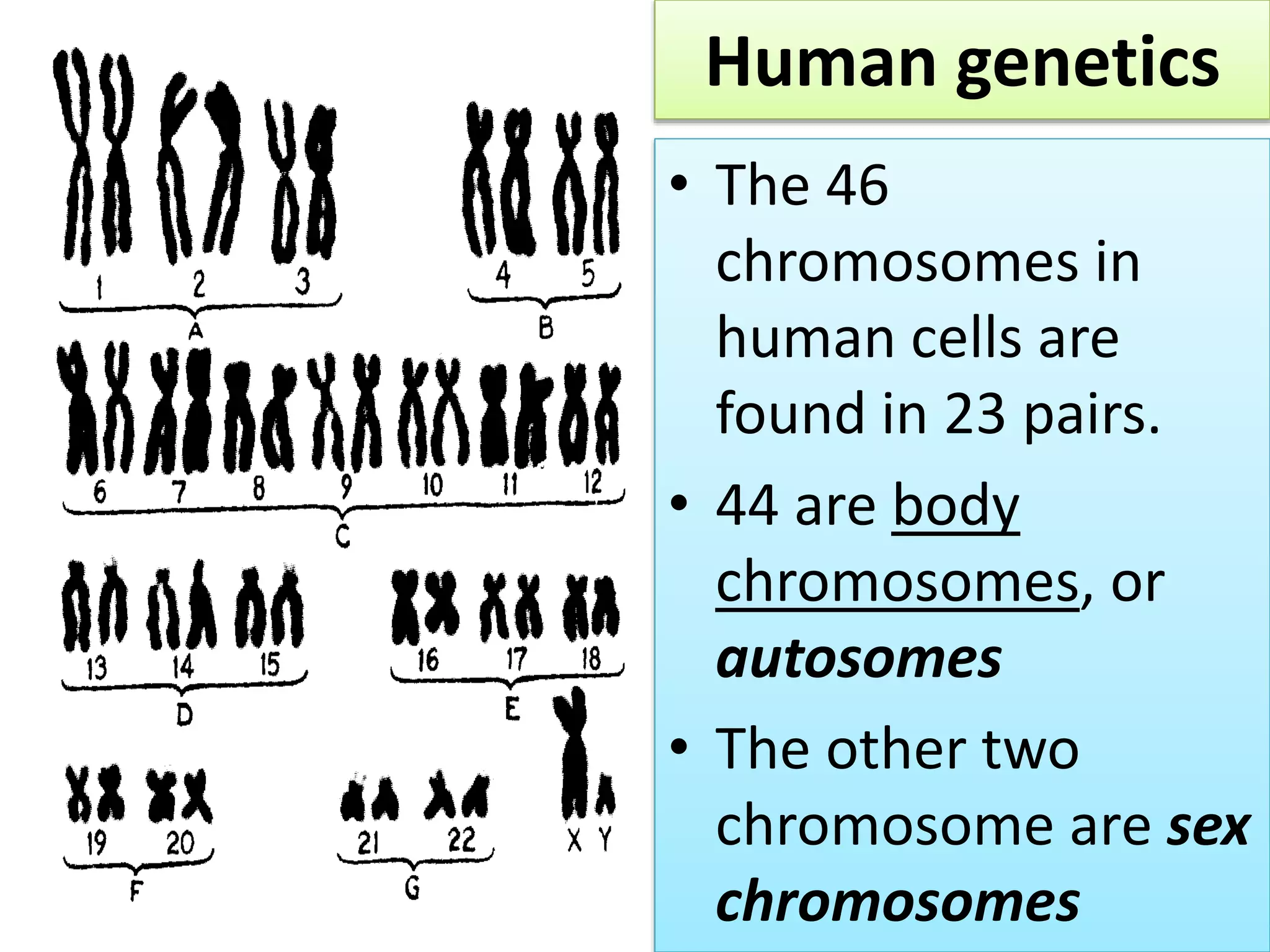 human genetics.pptx