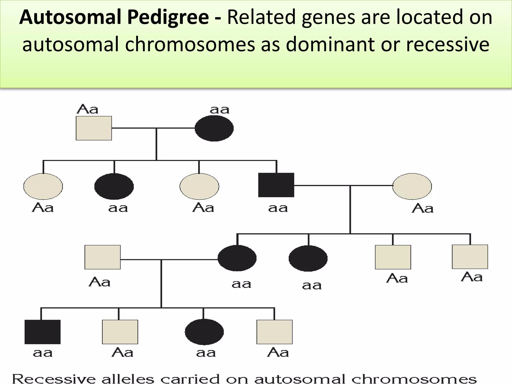 human genetics.pptx