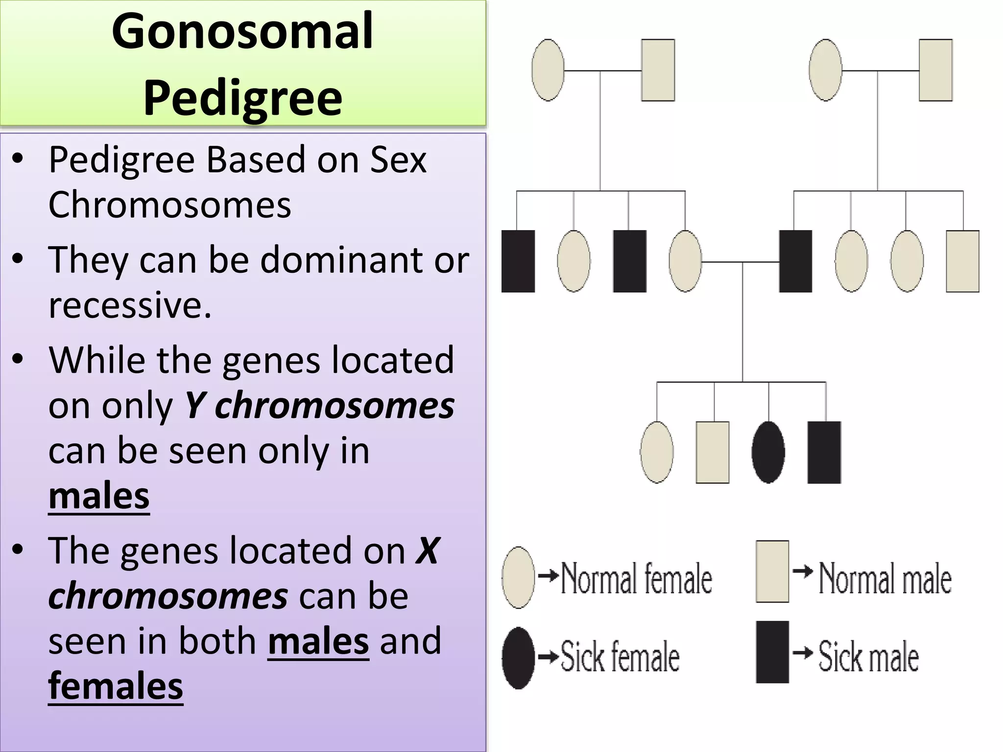human genetics.pptx