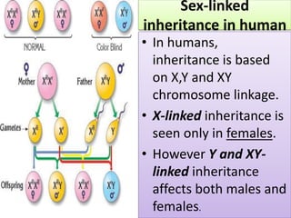 human genetics.pptx