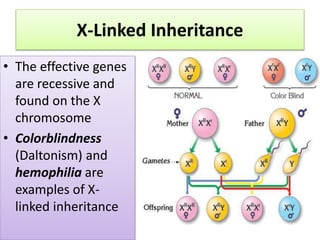 human genetics.pptx