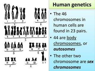 human genetics.pptx