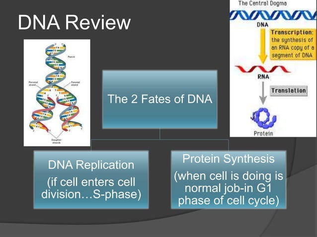 Human genetics, dna replication, protein synthesis, mutations | PPT