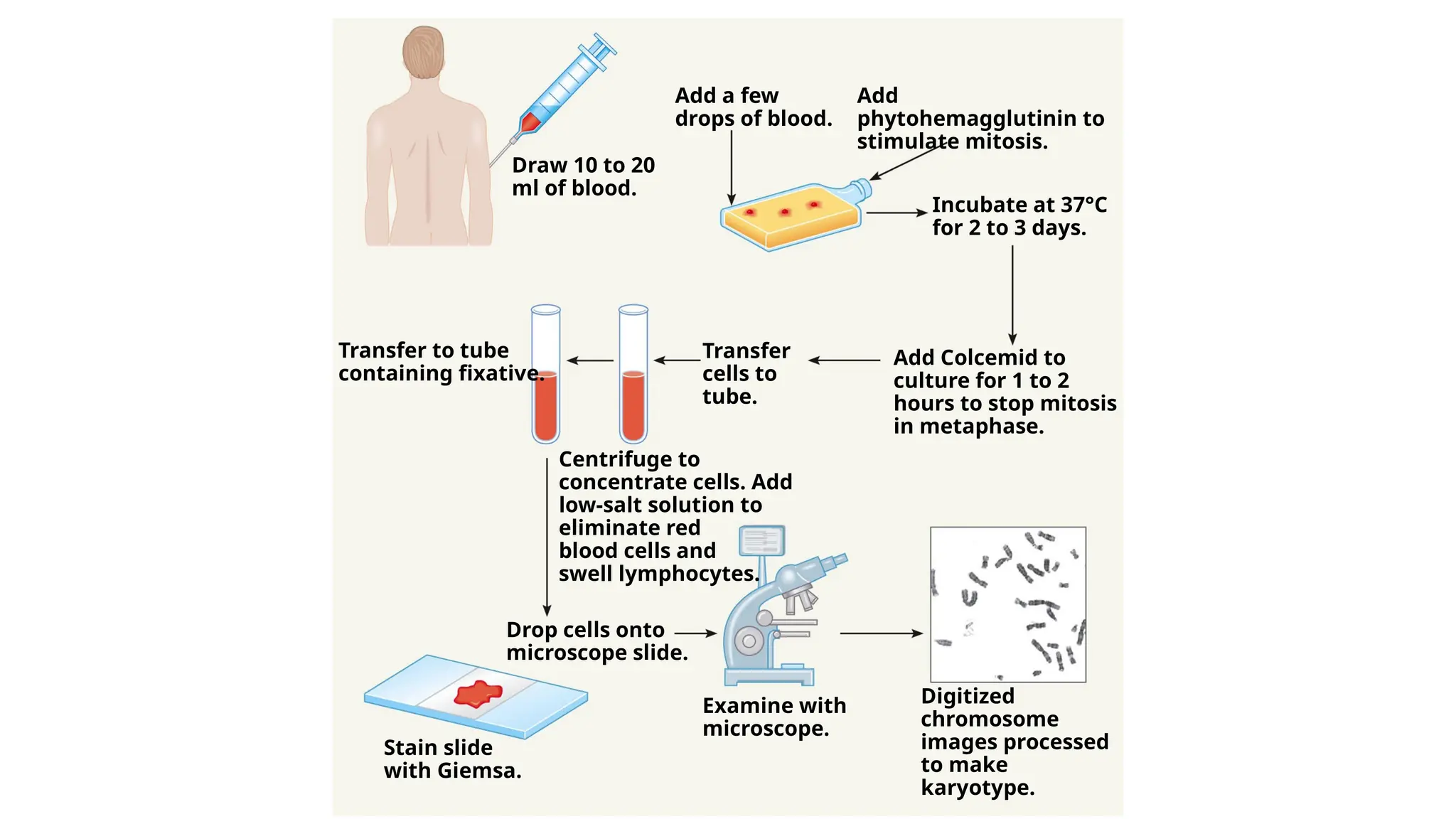 Human Genetics_Karyotype Procedure.pptx