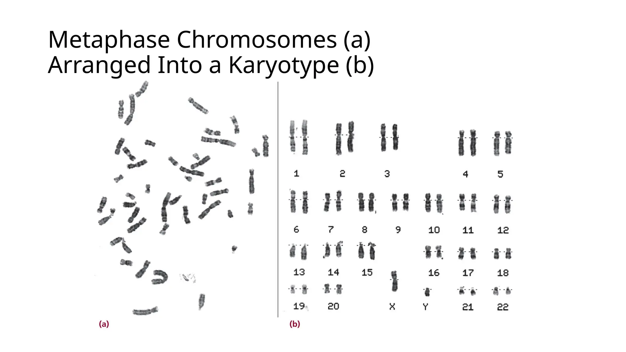 Human Genetics_Karyotype Procedure.pptx