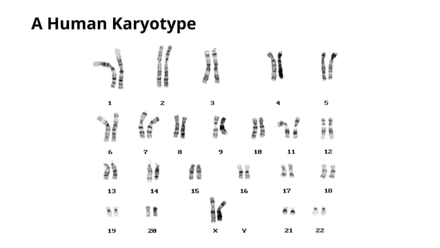Human Genetics_Karyotype Procedure.pptx