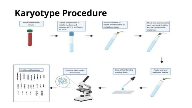 Human Genetics_Karyotype Procedure.pptx