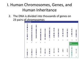 Human genetics unit 4 | PPTX | Infertility | Reproductive Health