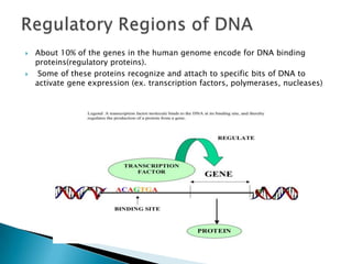 Human genome | PPTX | Genetics | Science