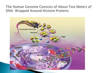 Human genome | PPTX | Genetics | Science