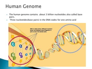 Human genome | PPTX
