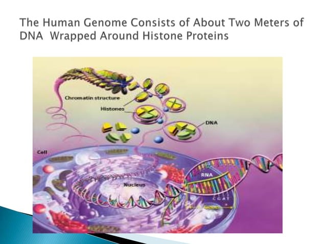 Human Genome | PPTX