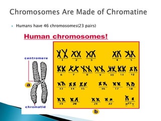 Human Genome | PPTX