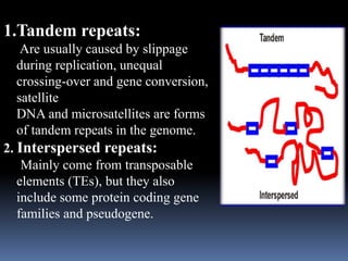 Human genome | PPTX