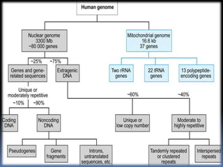 Human genome | PPTX