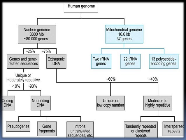 Human genome