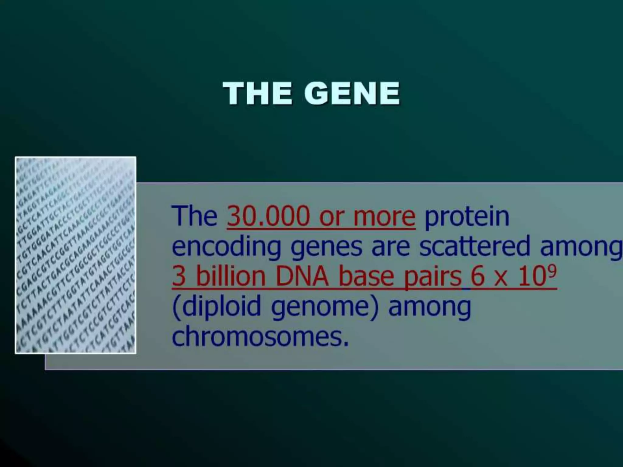 HUMAN GENOME.pptx