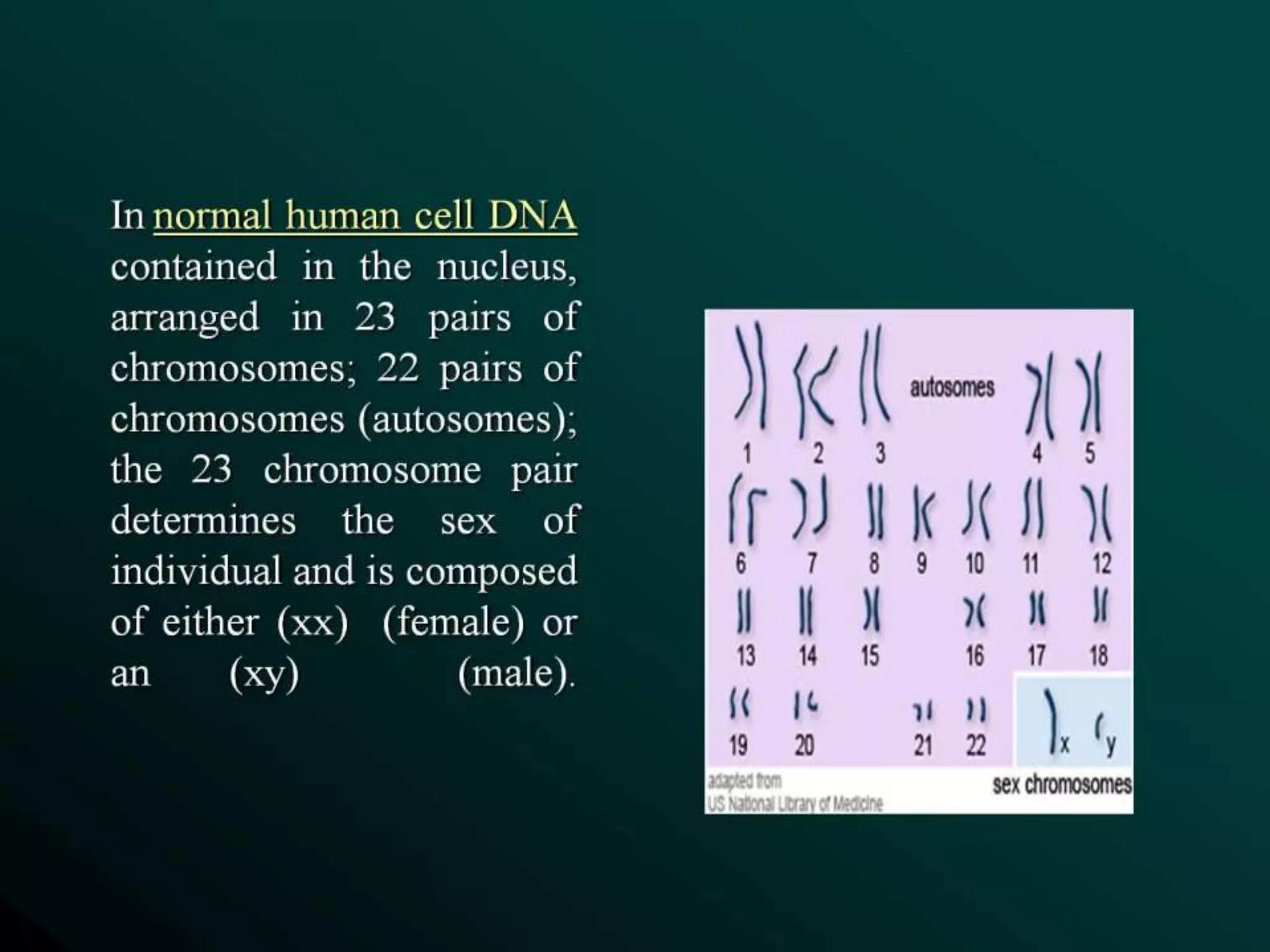 HUMAN GENOME.pptx