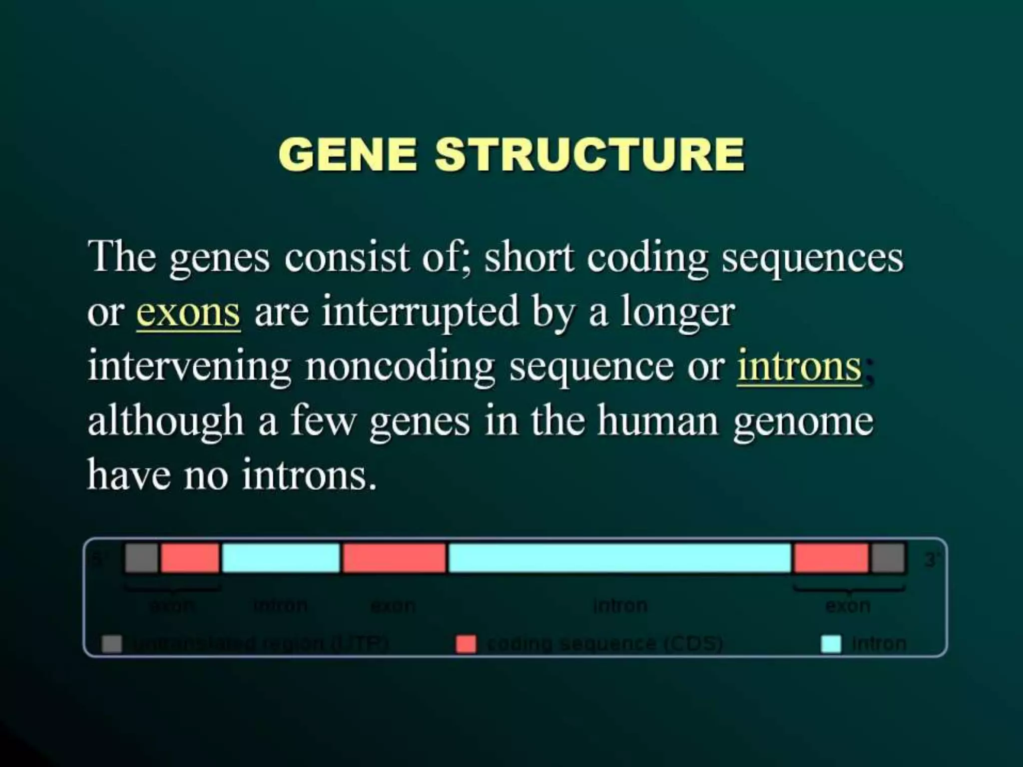HUMAN GENOME.pptx