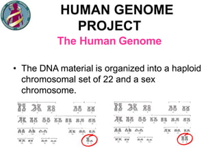 Human genome.pptx