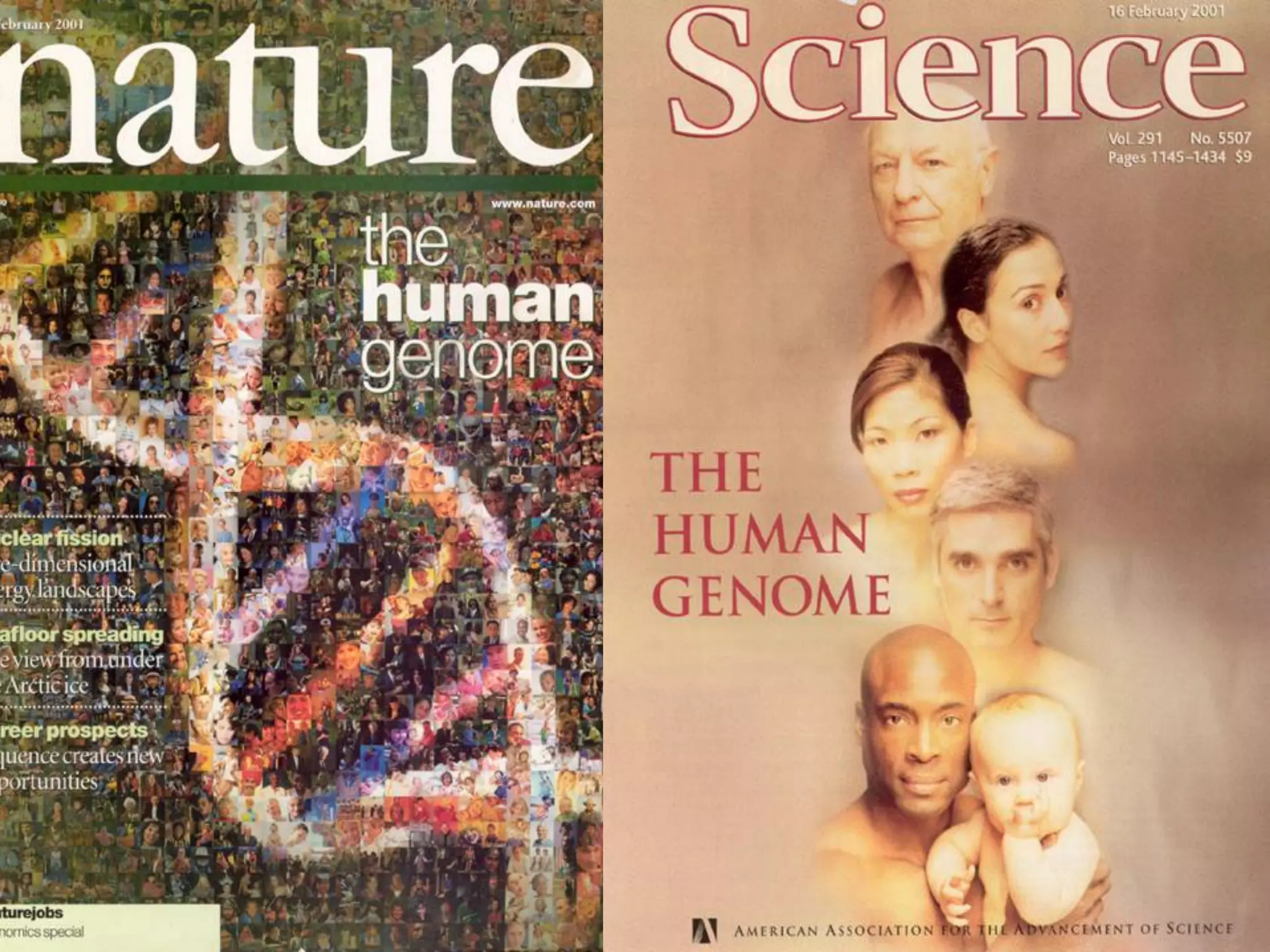 Human Genome | PDF