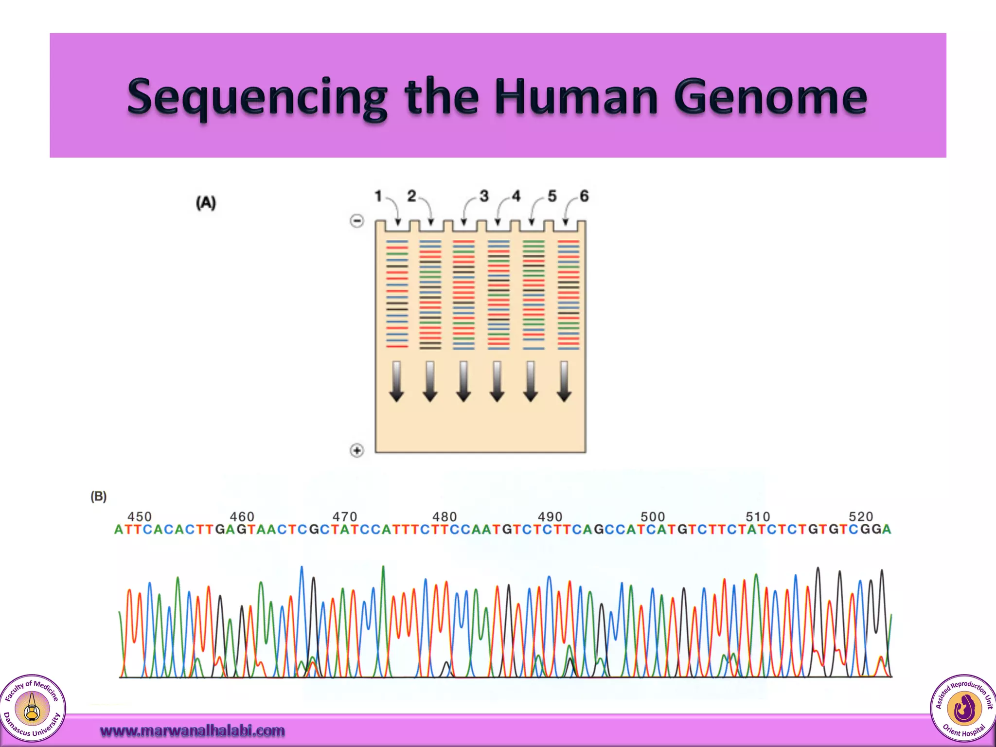 Human Genome | PDF