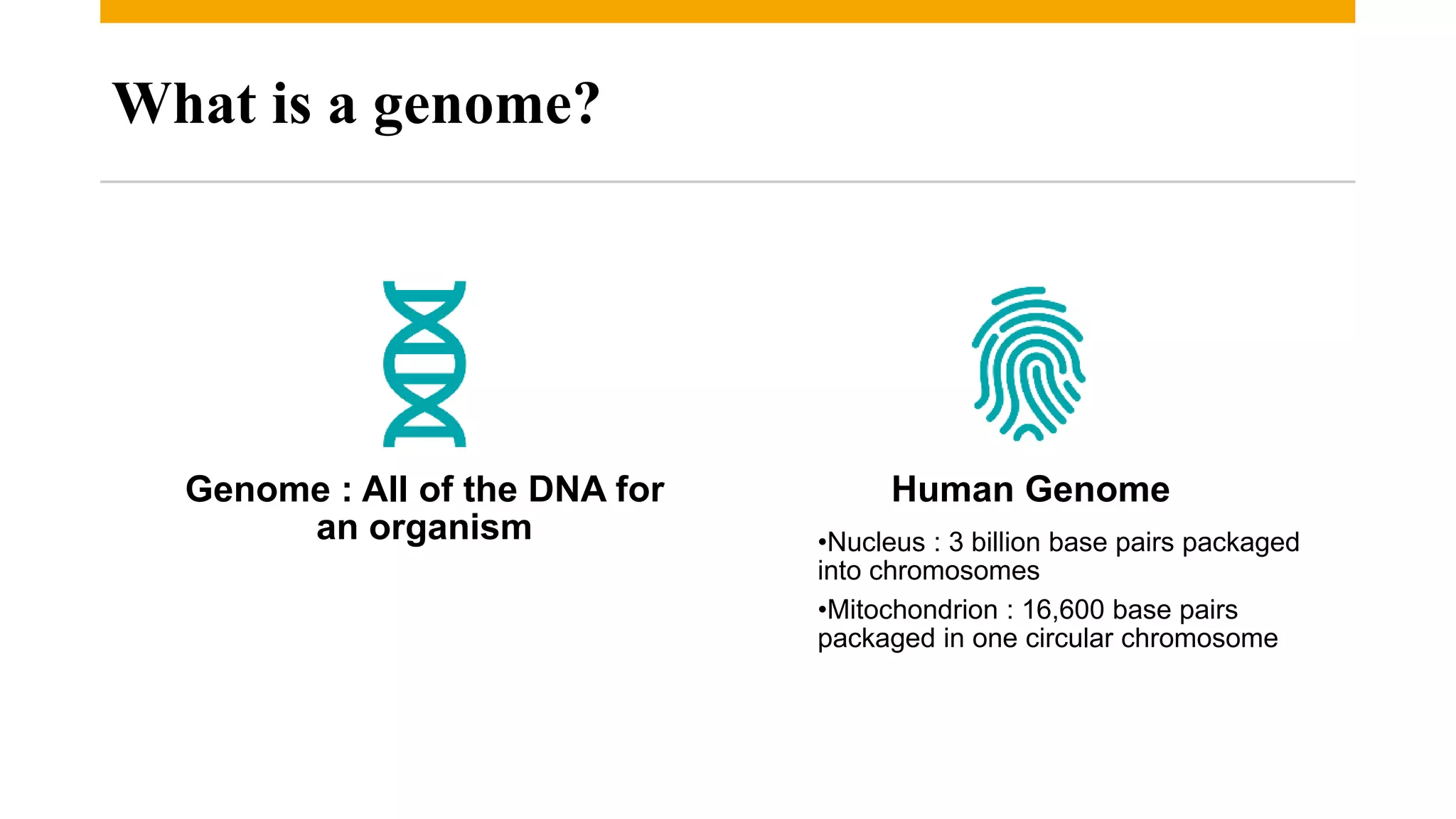 Human Genome presentation.pptx
