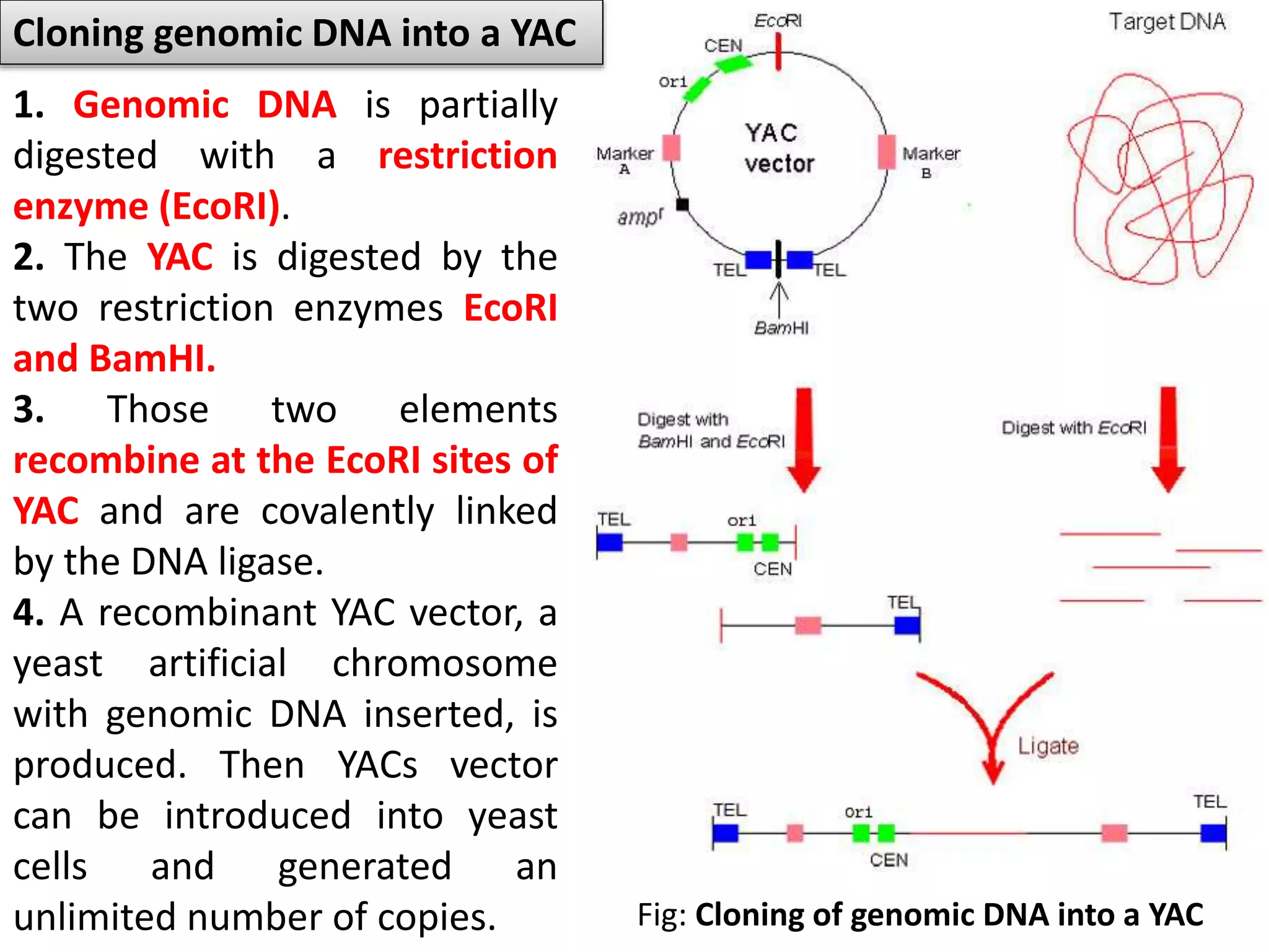 Human genome project | PPTX