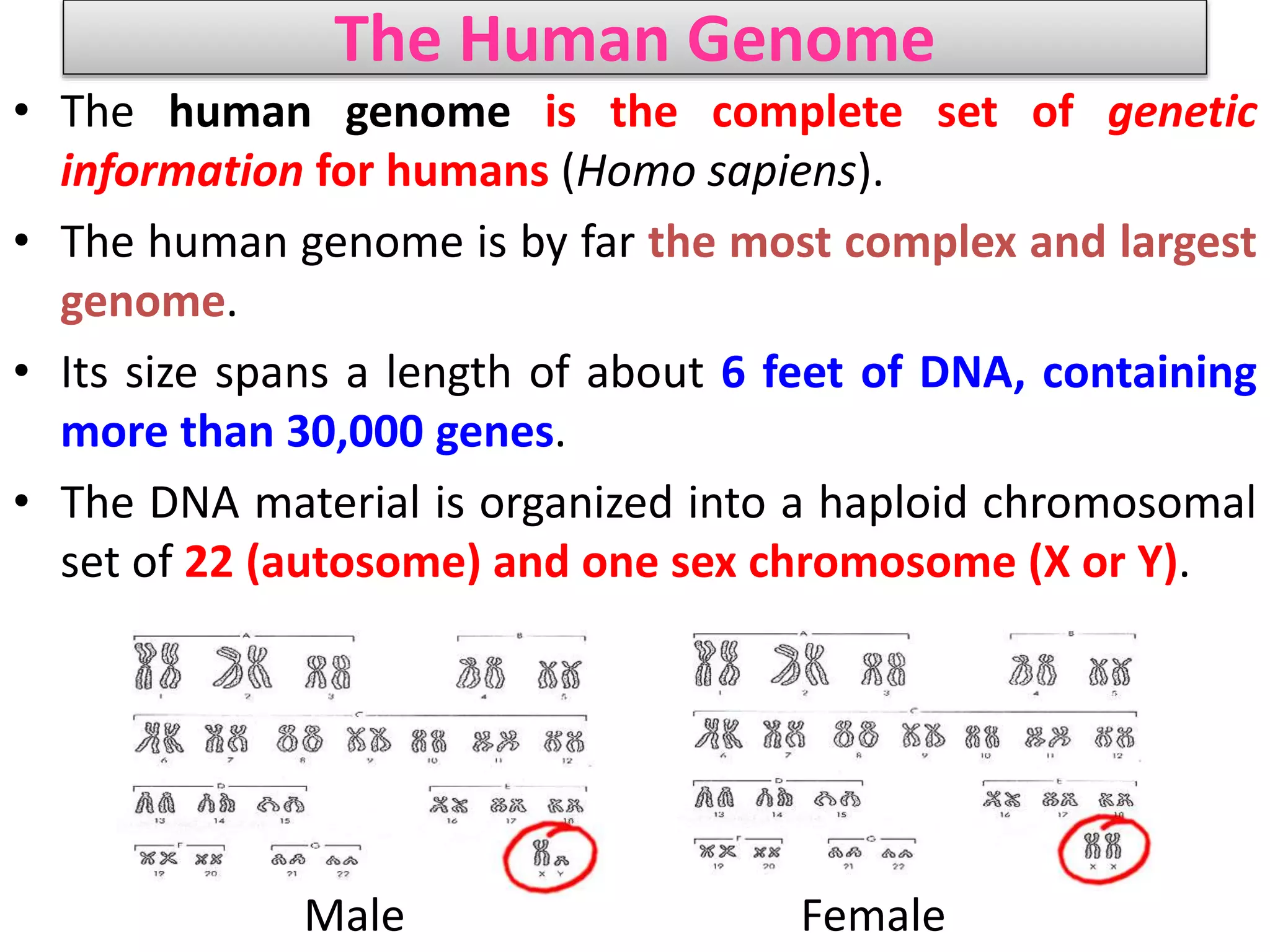 Human genome project | PPTX