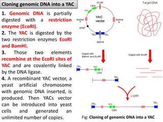 Human genome project | PPTX