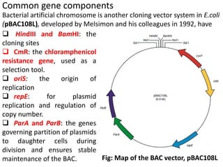Human genome project | PPTX