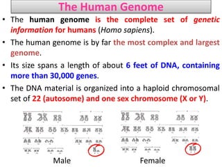 Human genome project | PPTX