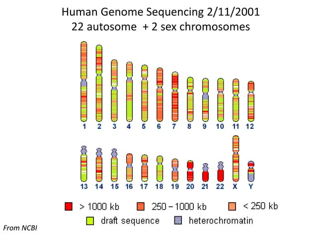 Human genome project | PPTX