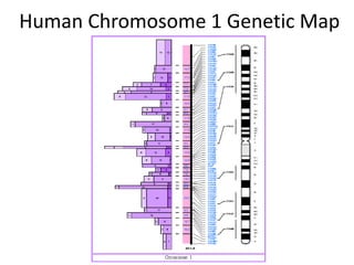 Human genome project | PPTX